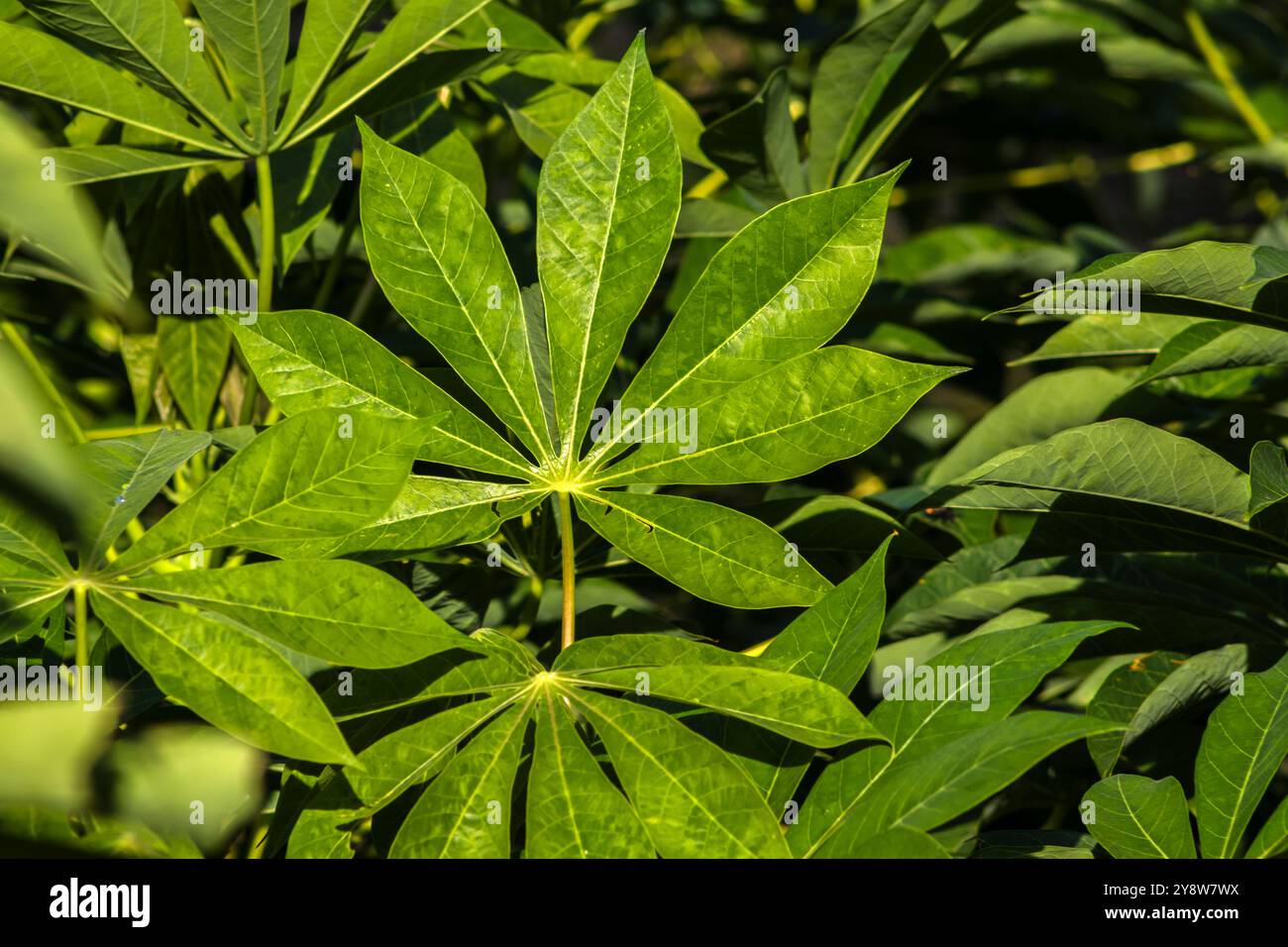 Cassava or manioc plant field on the family farm in Brazil Stock Photo ...
