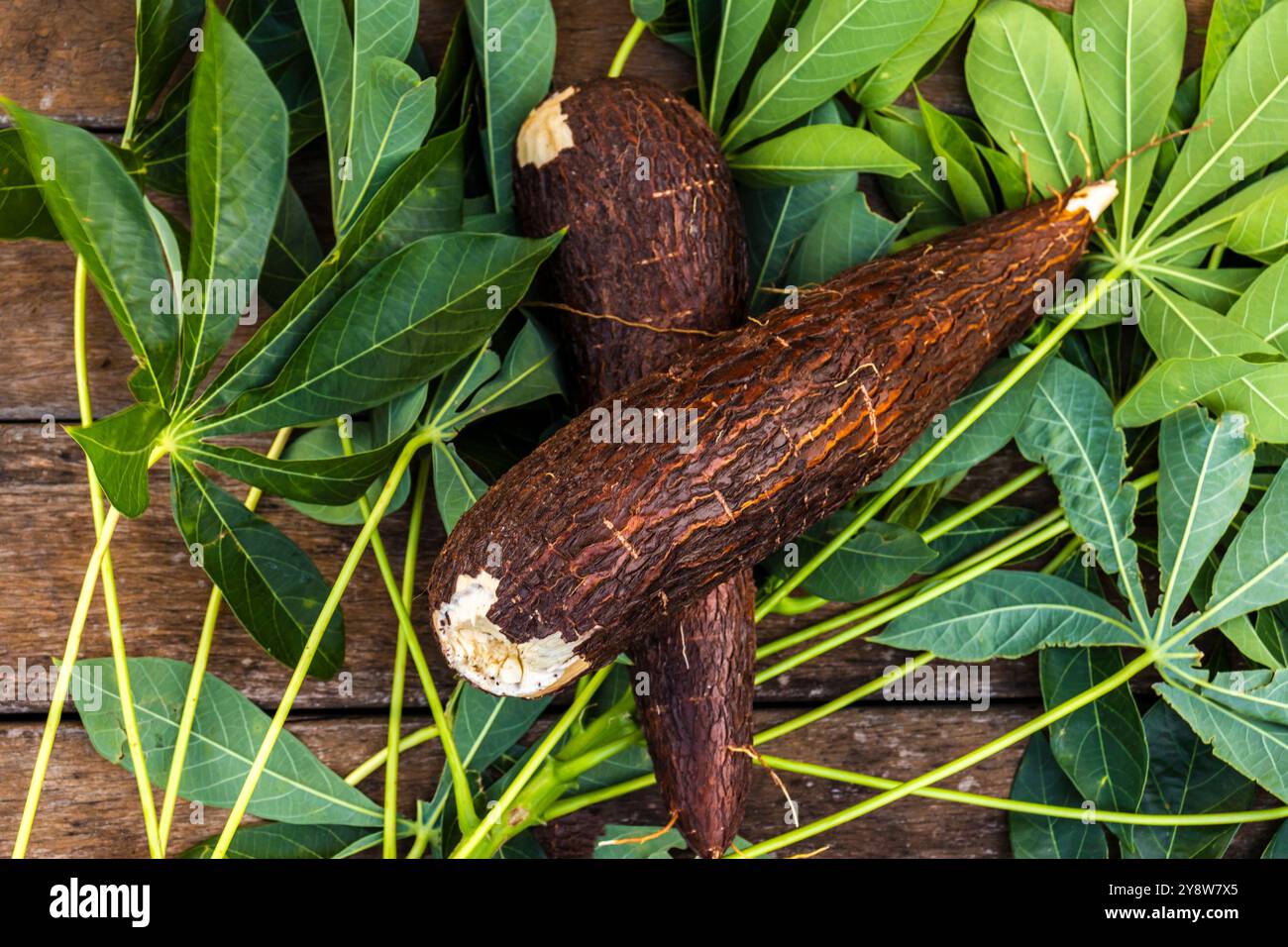 Cassava root and green leaves of the plant on a wooden table in Brazil ...