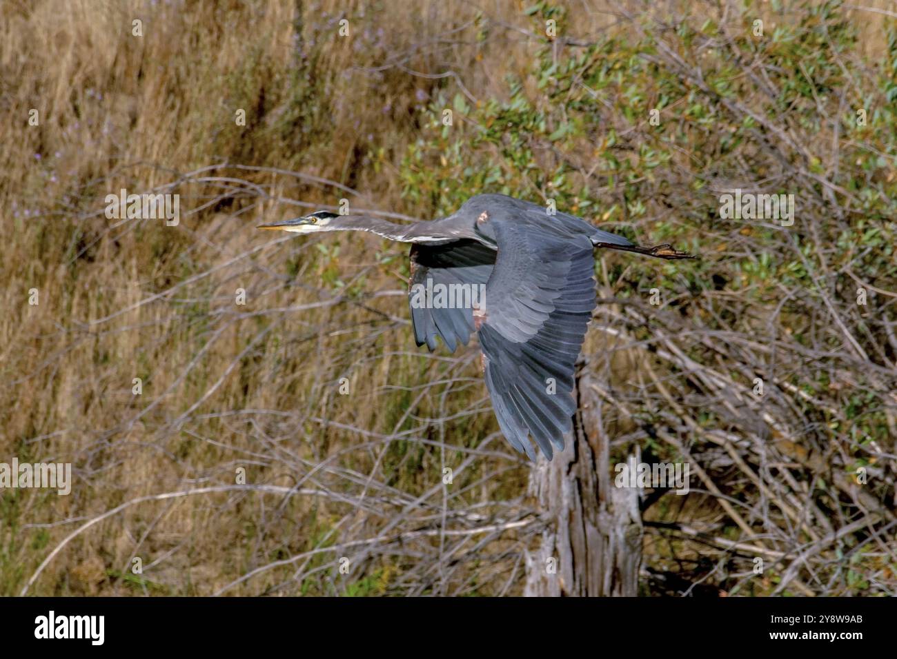 Great Blue Heron in flight in Idaho Stock Photo - Alamy