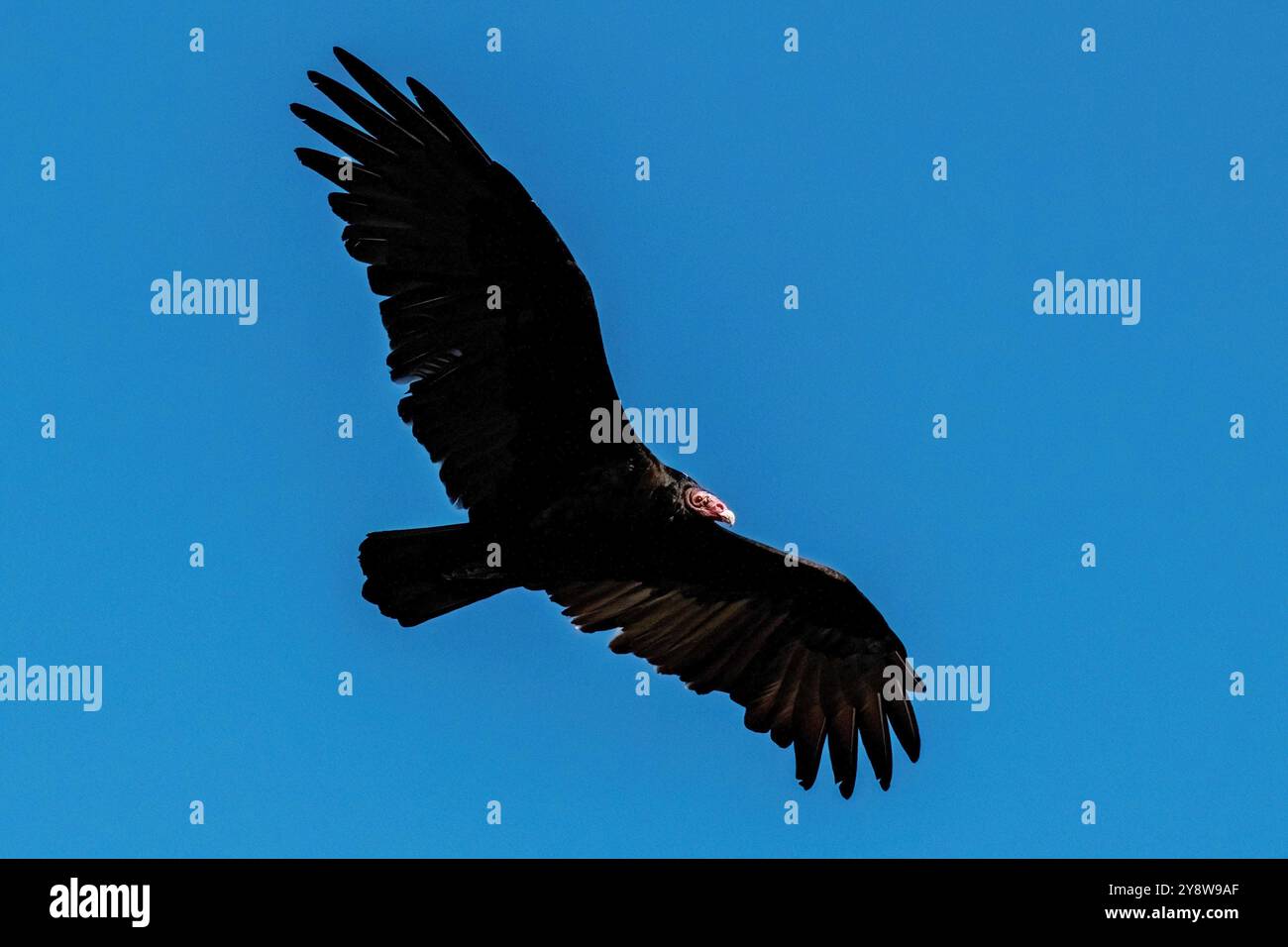Turkey Vulture soaring in Idaho Stock Photo - Alamy