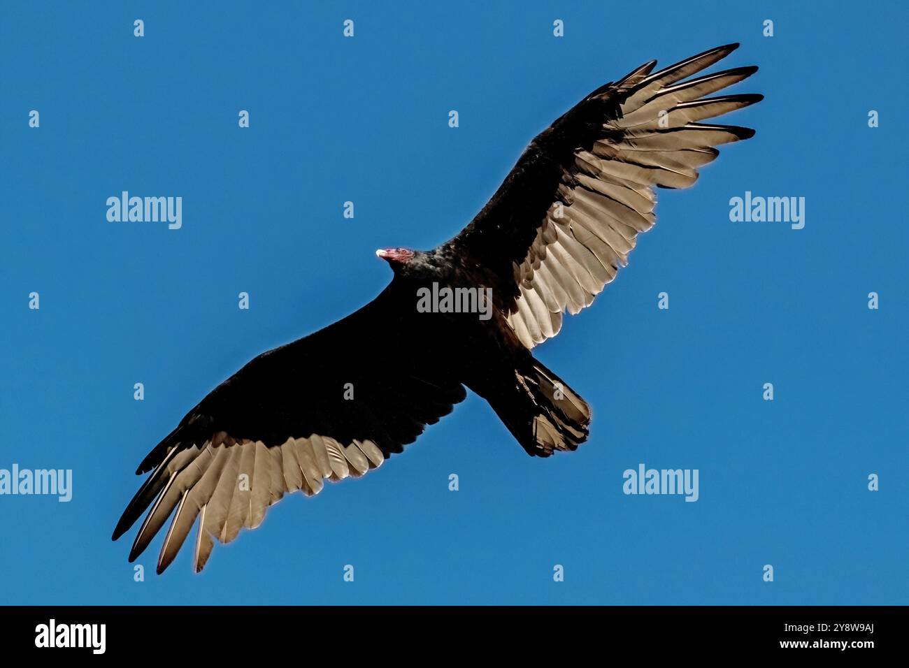 Turkey Vulture soaring Stock Photo - Alamy