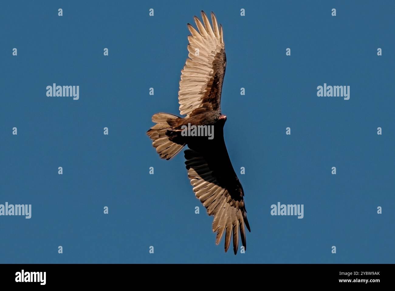 Turkey Vulture soaring Stock Photo - Alamy