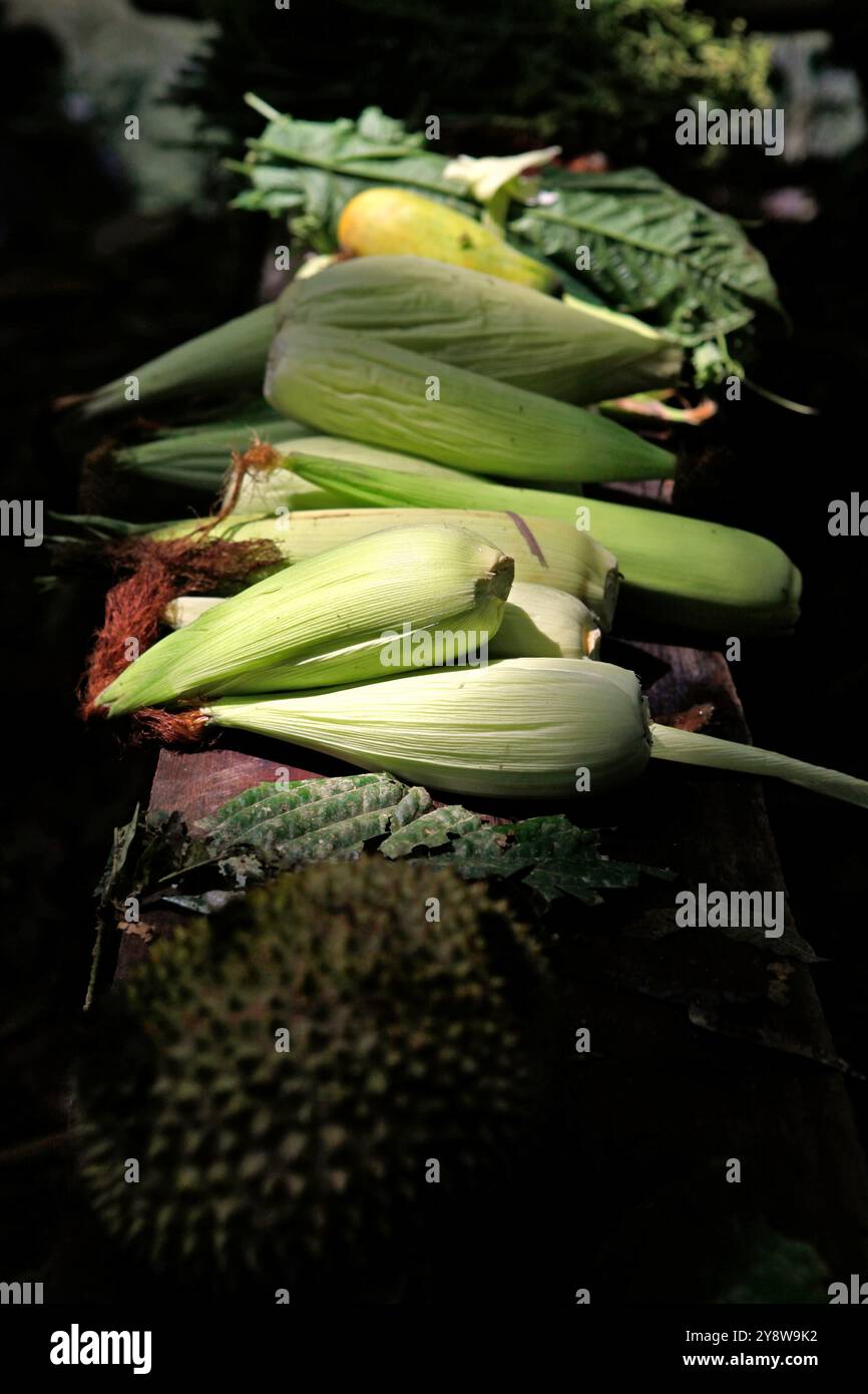 Freshly harvested corns and other fruits in Sungai Utik, Batu Lintang ...