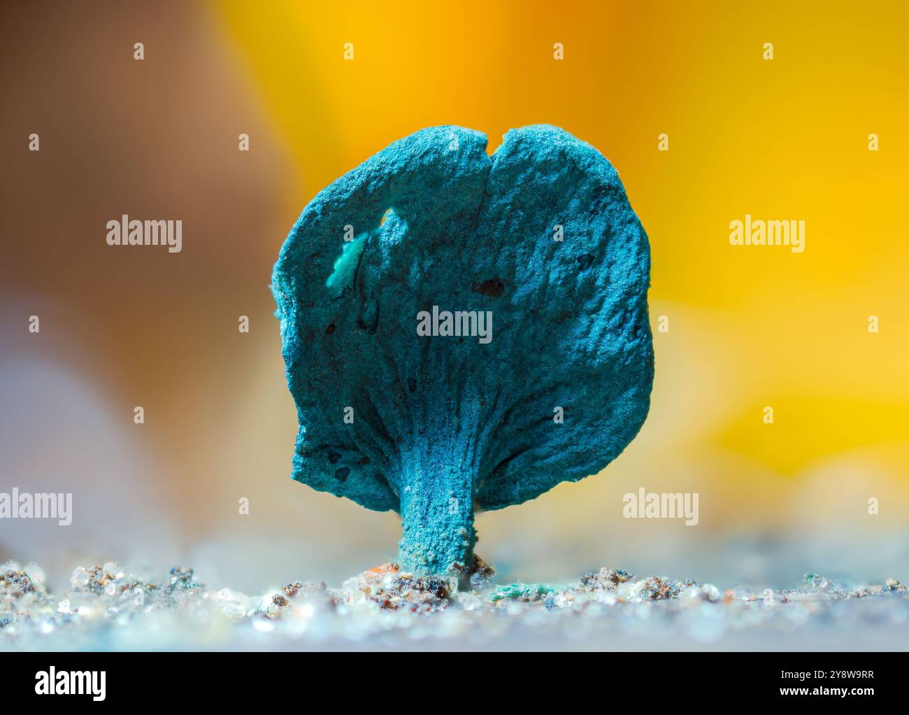 Blue stain - Chlorociboria aeruginascens, blue mushroom Stock Photo - Alamy