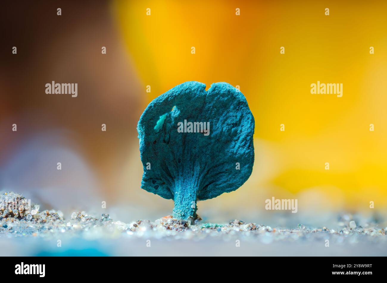 Blue stain - Chlorociboria aeruginascens, blue mushroom Stock Photo - Alamy