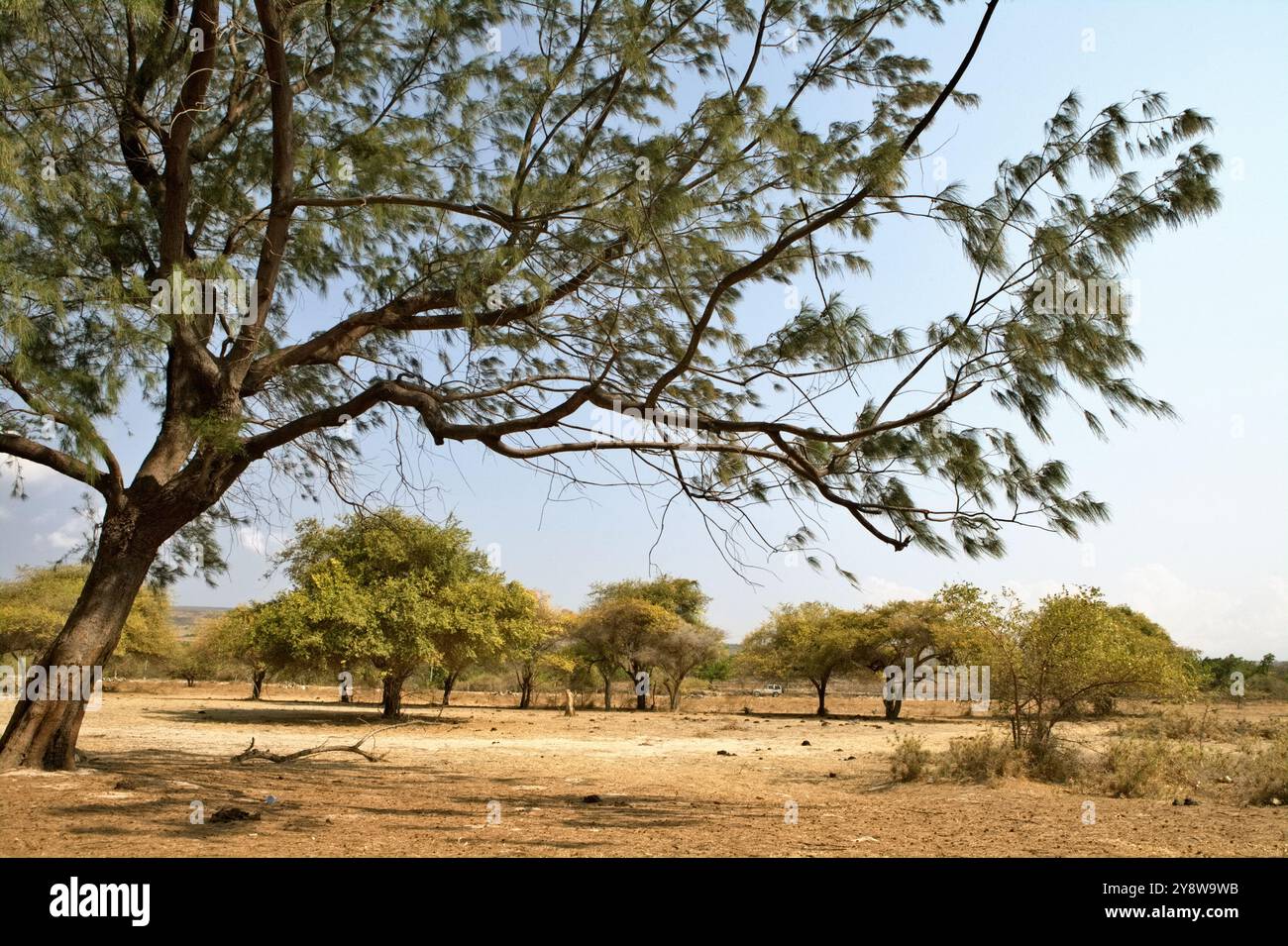 Sumba island vegetation hi-res stock photography and images - Alamy