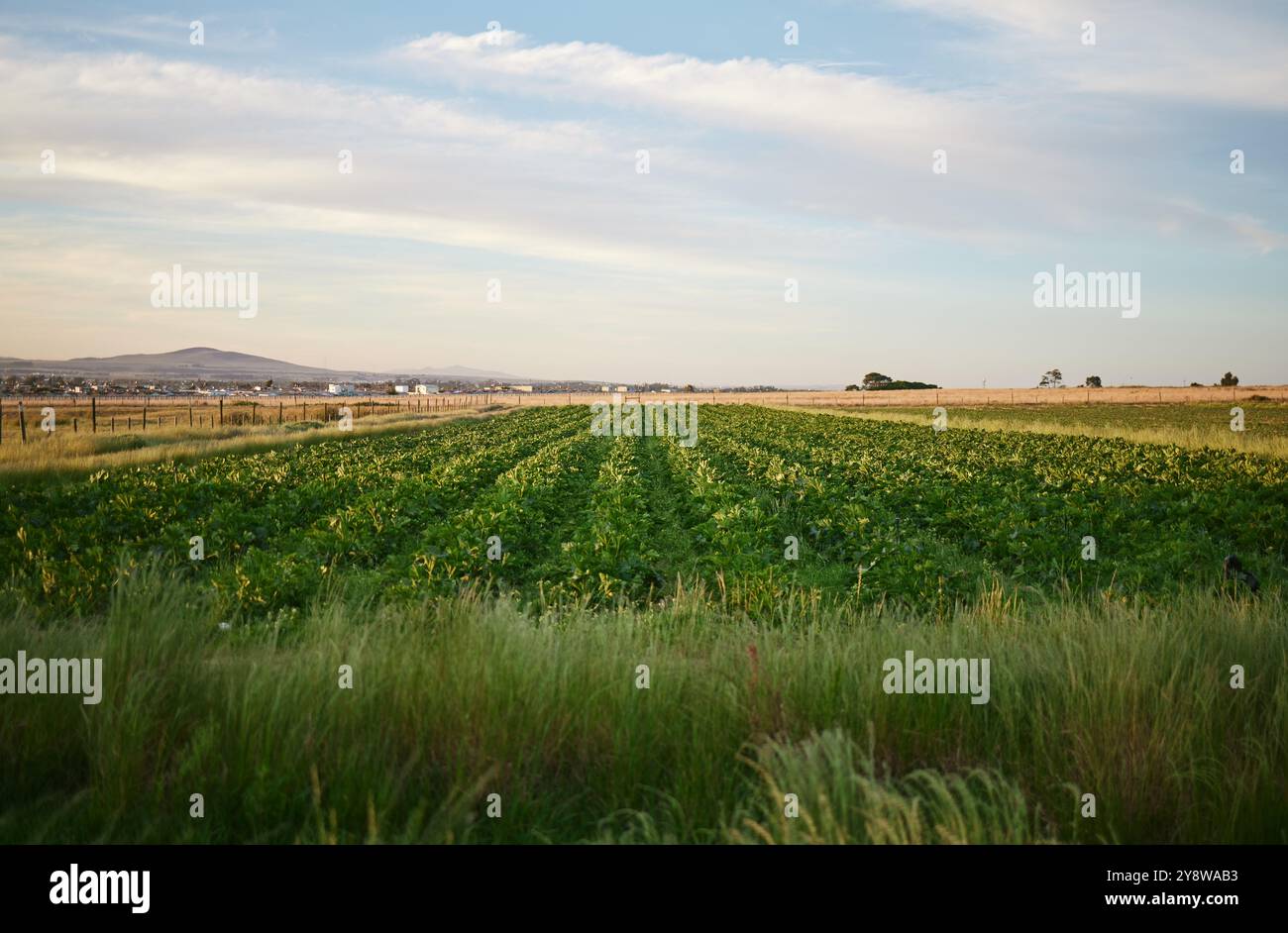 Field, farm and landscape of plants in nature for environment ...