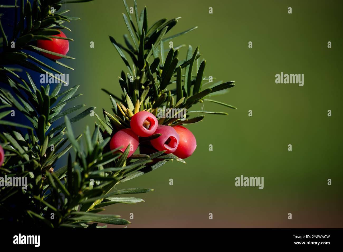 Close-up of bright red taxus baccata berries against a soft background ...