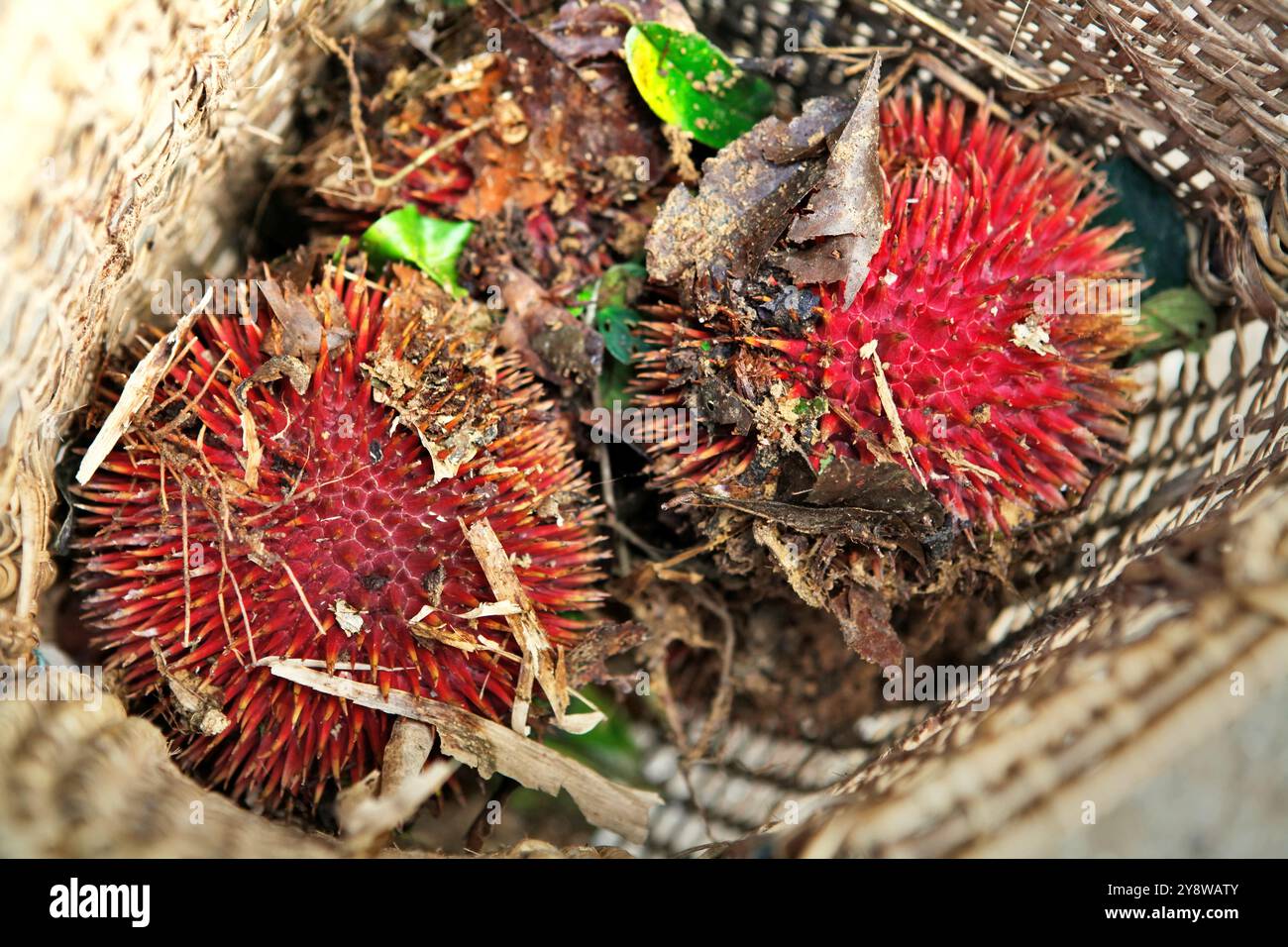 Freshly harvested red durians (Durio dulcis) inside rattan bag in ...