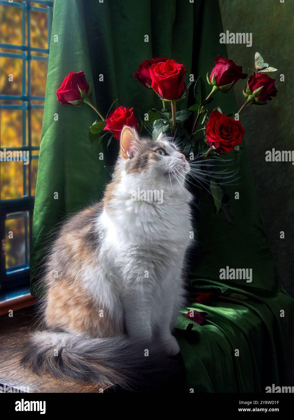 Cat roses hi-res stock photography and images - Alamy