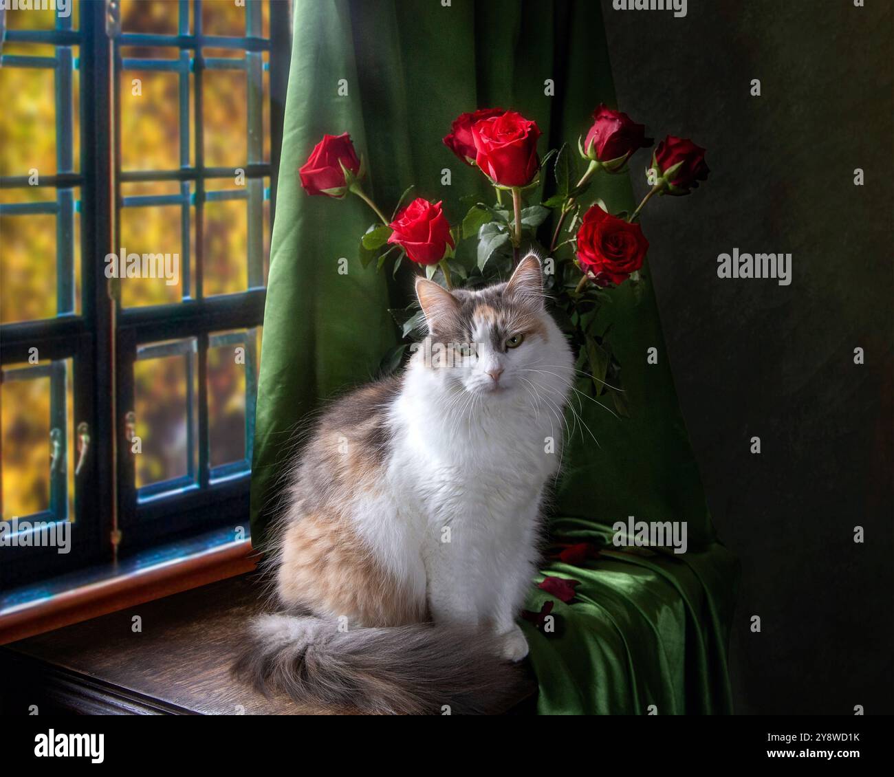 Cat roses hi-res stock photography and images - Alamy
