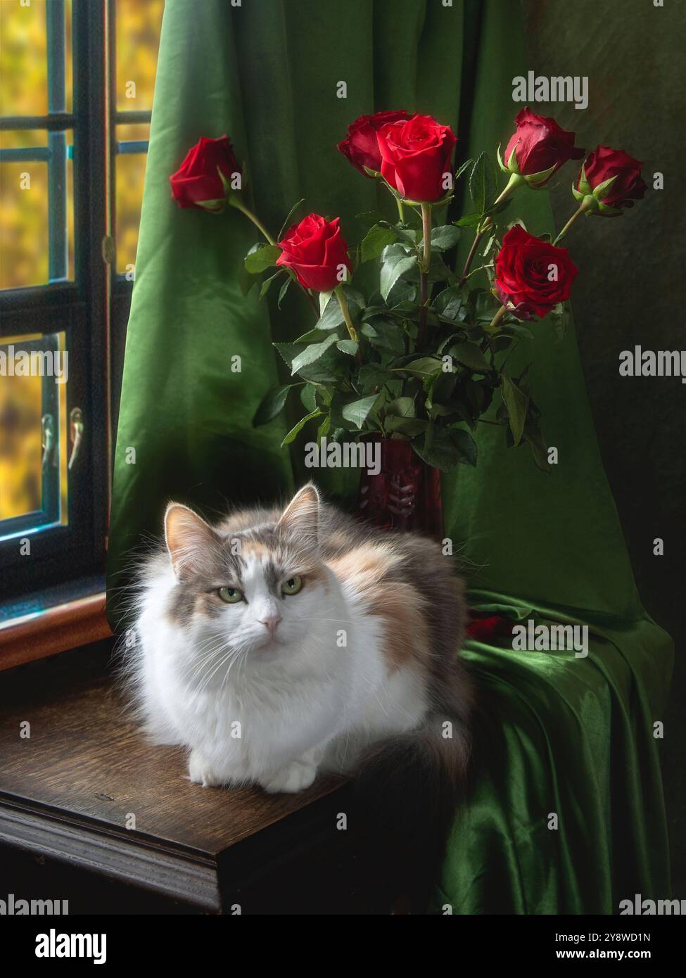 Cat roses hi-res stock photography and images - Alamy
