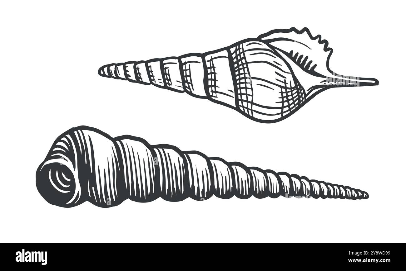 Spiral conch sea shell Stock Vector Image & Art - Alamy