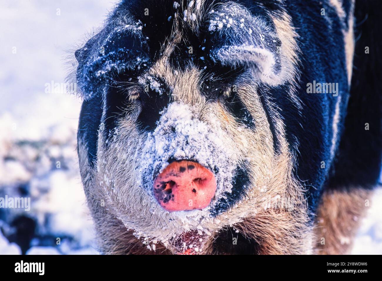 Pig outdoors in winter with frost on the nose looking in to the camera ...
