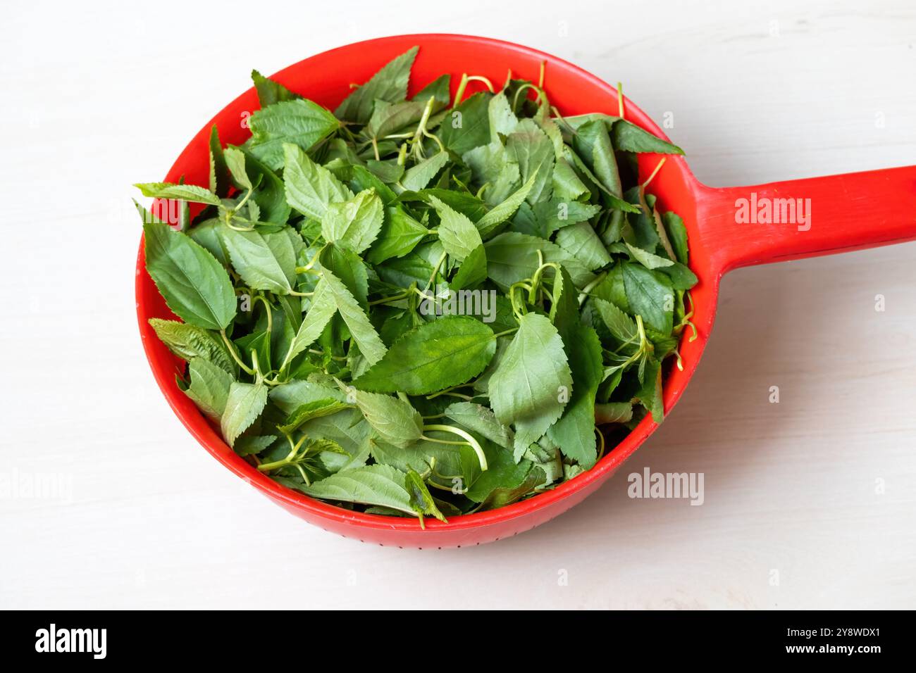 Jute leaves, green vegetable in a red plastic basket, is ready to cook ...