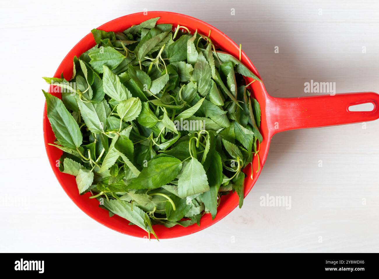 Jute leaves, green vegetable in a red plastic basket, is ready to cook ...