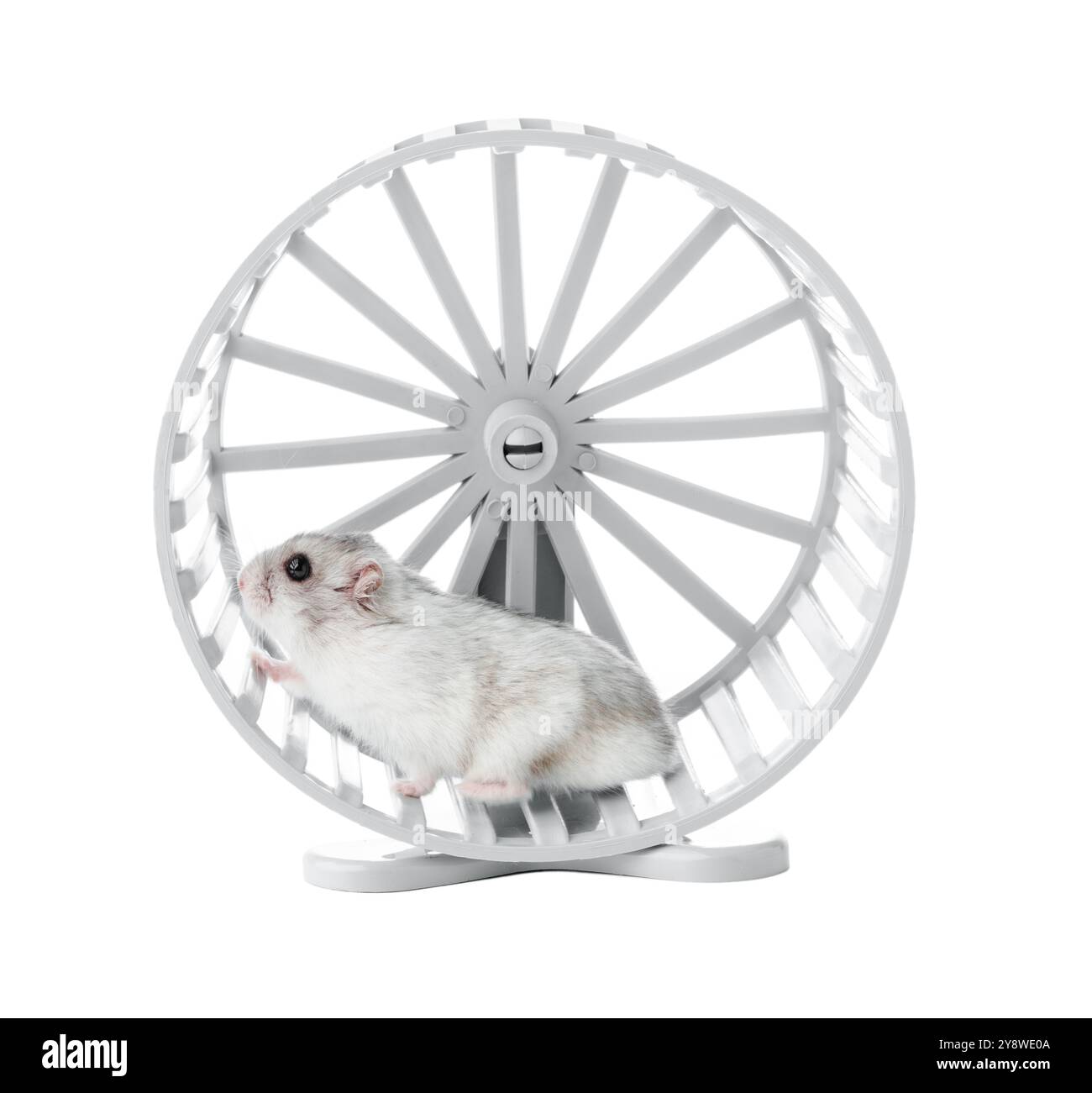 A playful hamster exercises energetically in a white wheel on a white ...