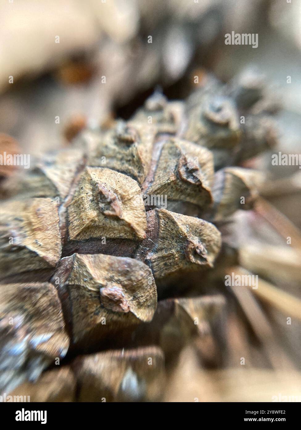 A macro photograph showcasing the fine texture and structure of a pine ...