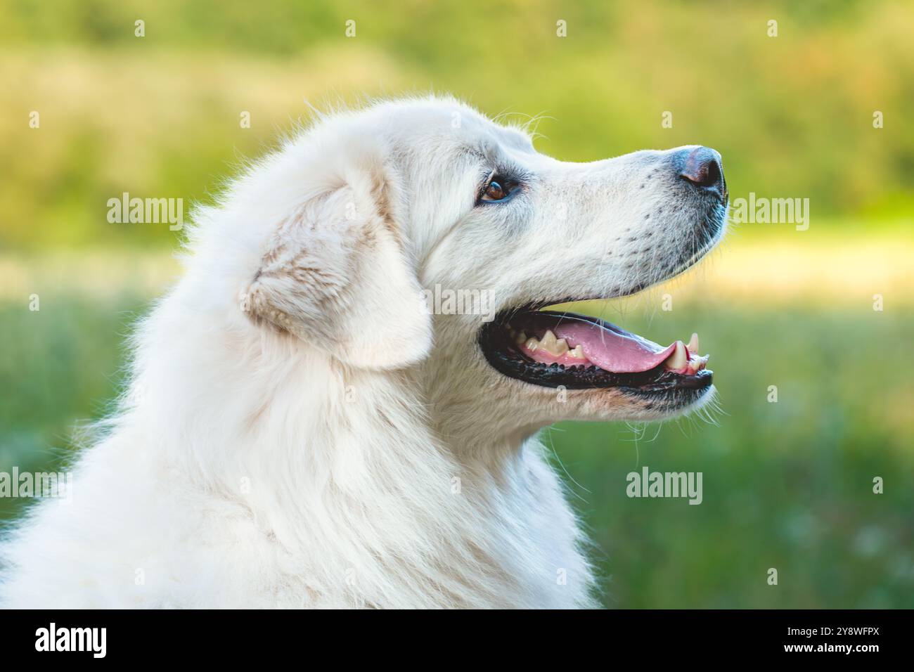 Great white Pyrenees dog outdoors headshot. Cute large white dog side ...