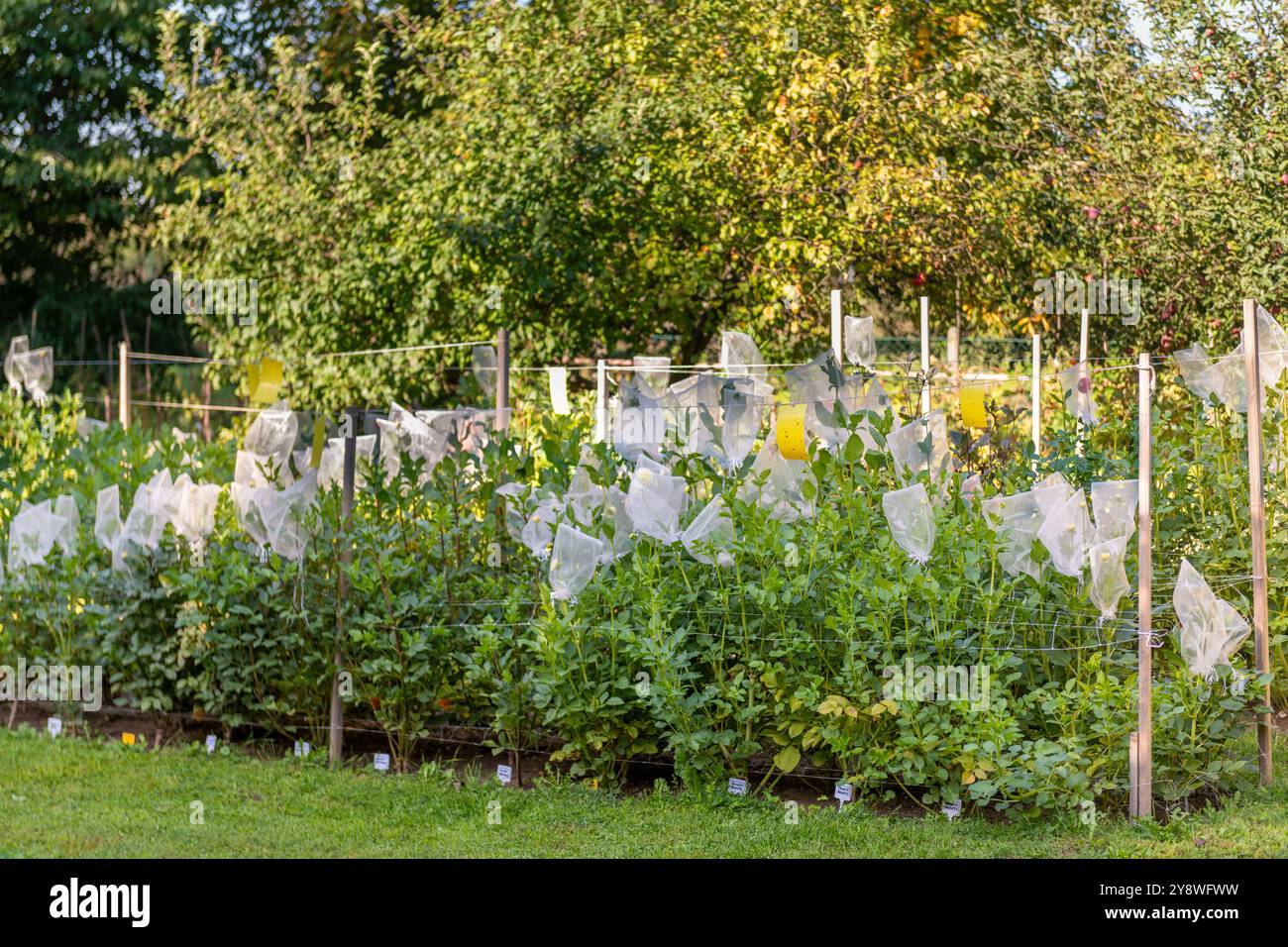 Large dahlia flower bed with organza bags and yellow sticky traps set ...