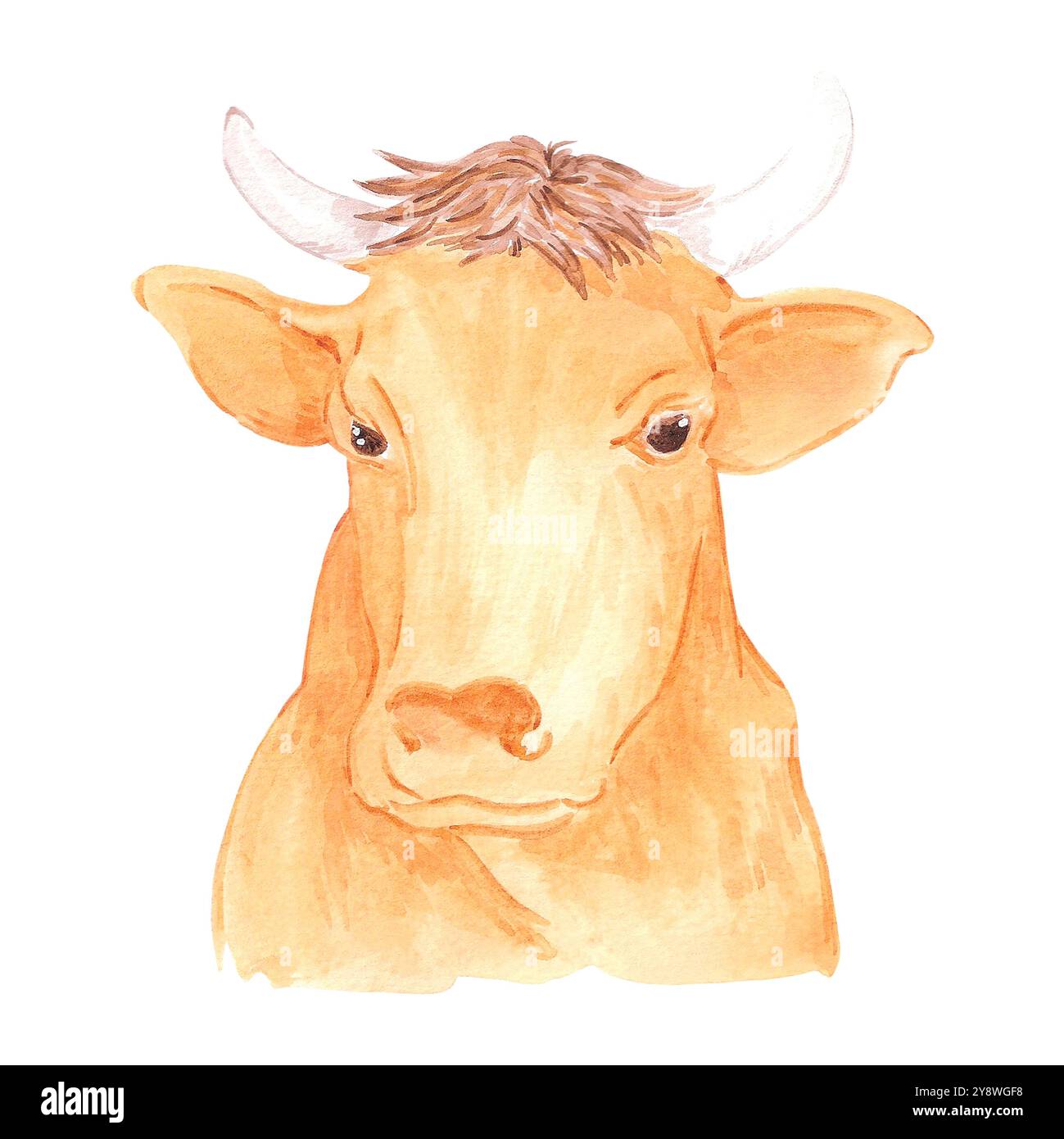 Hand drawn watercolor brown cow portrait isolated on white background ...