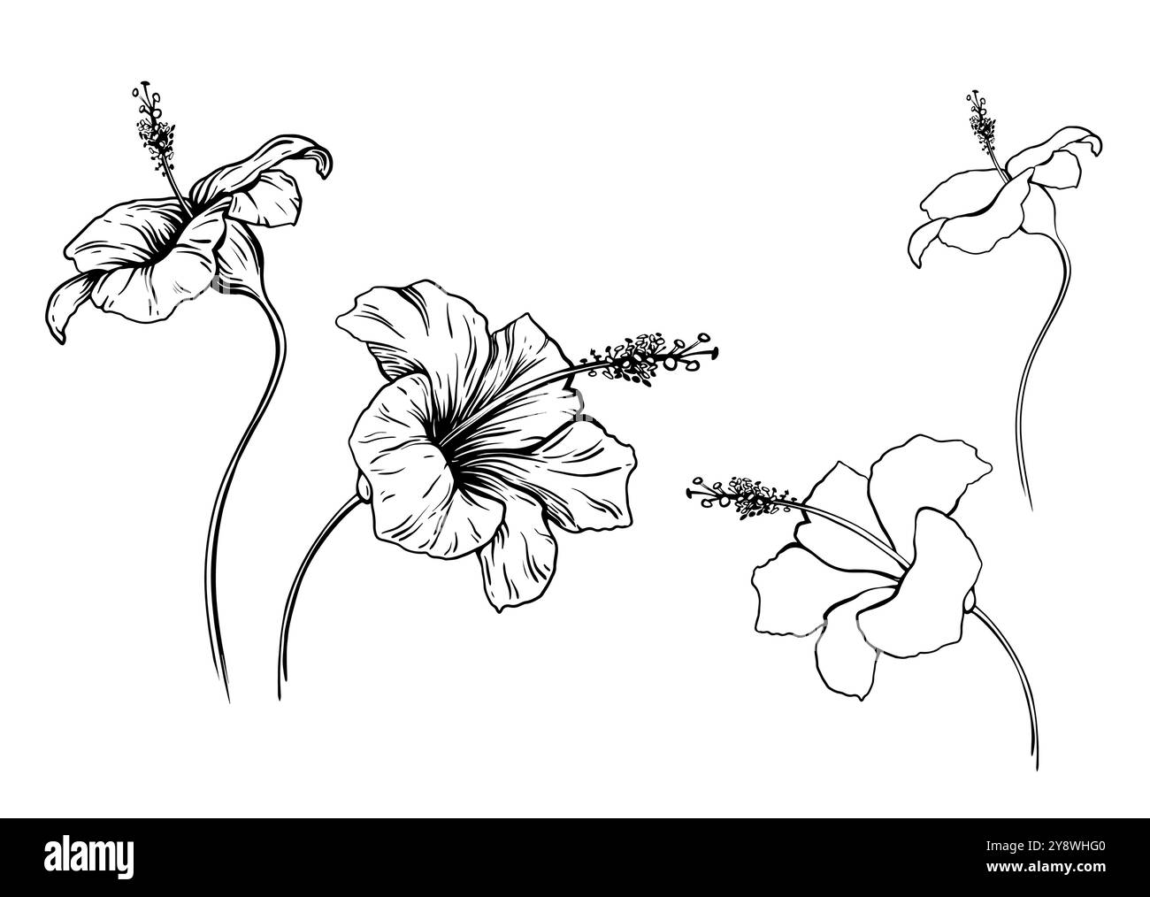 Set of hibiscus Flowers vector illustration in linear hand drawing ...
