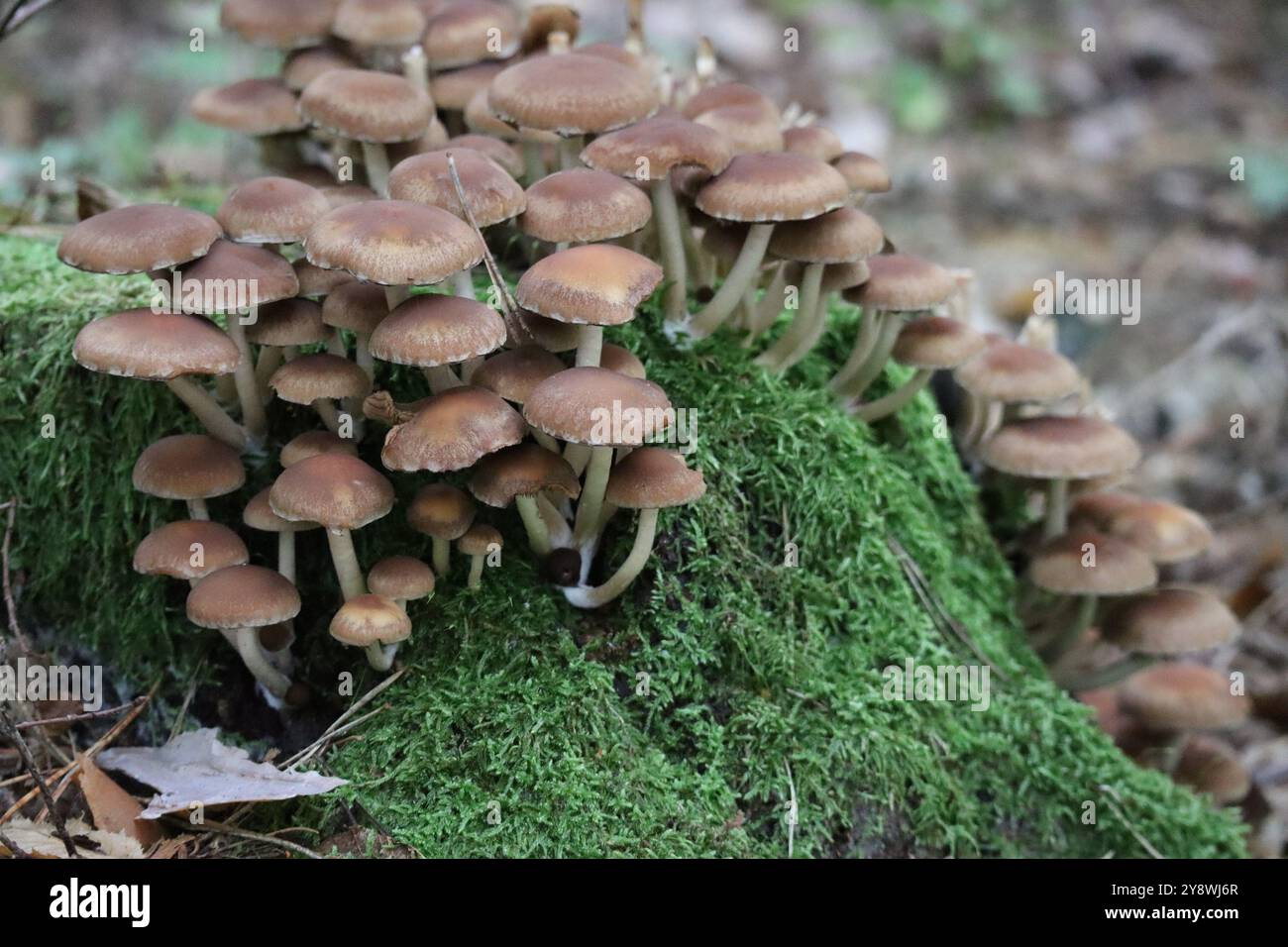 common Stump brittlestem growing over a mossy Tree stump Stock Photo ...