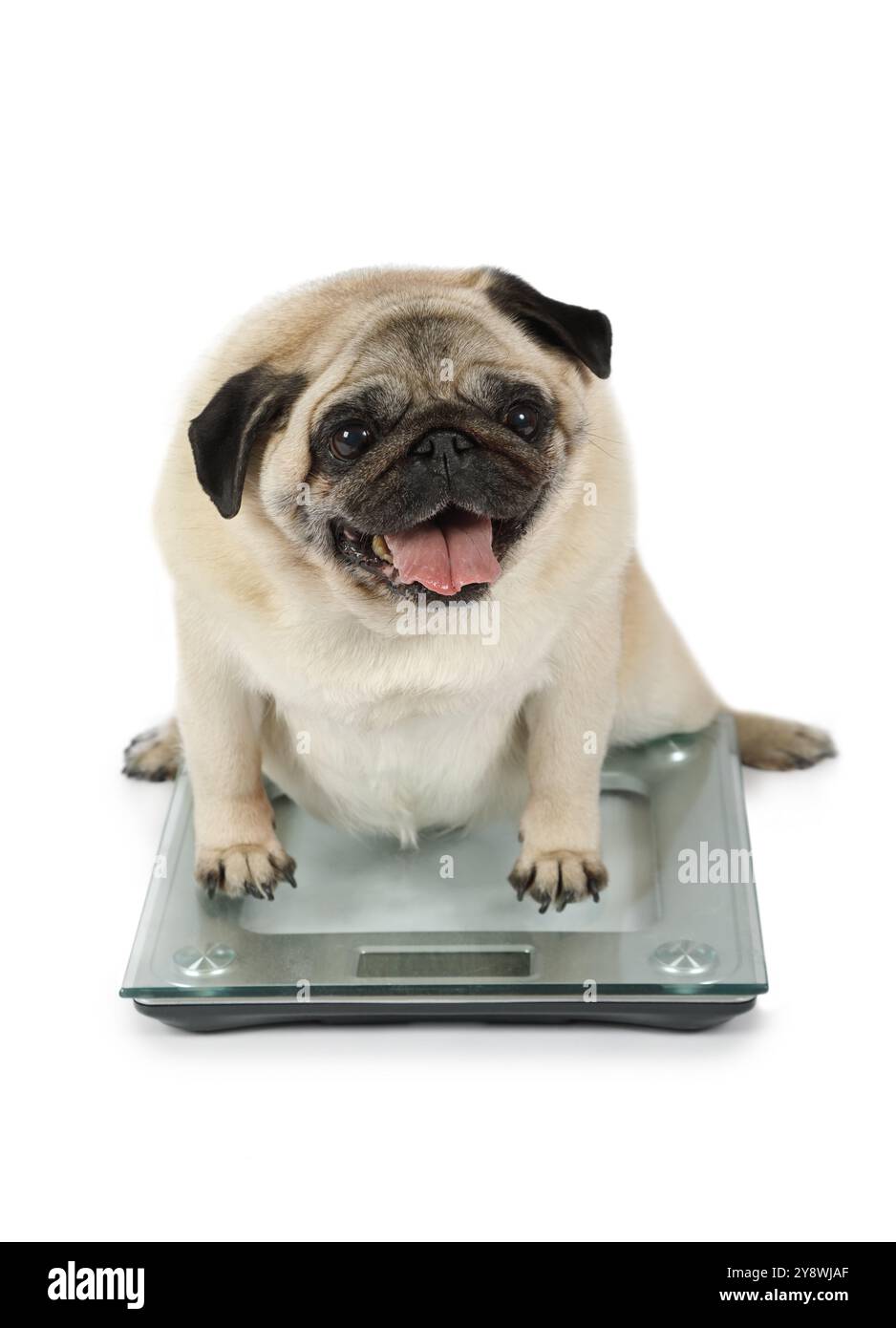 Dog breed pug weighting on floor scales in a studio isolated on white ...