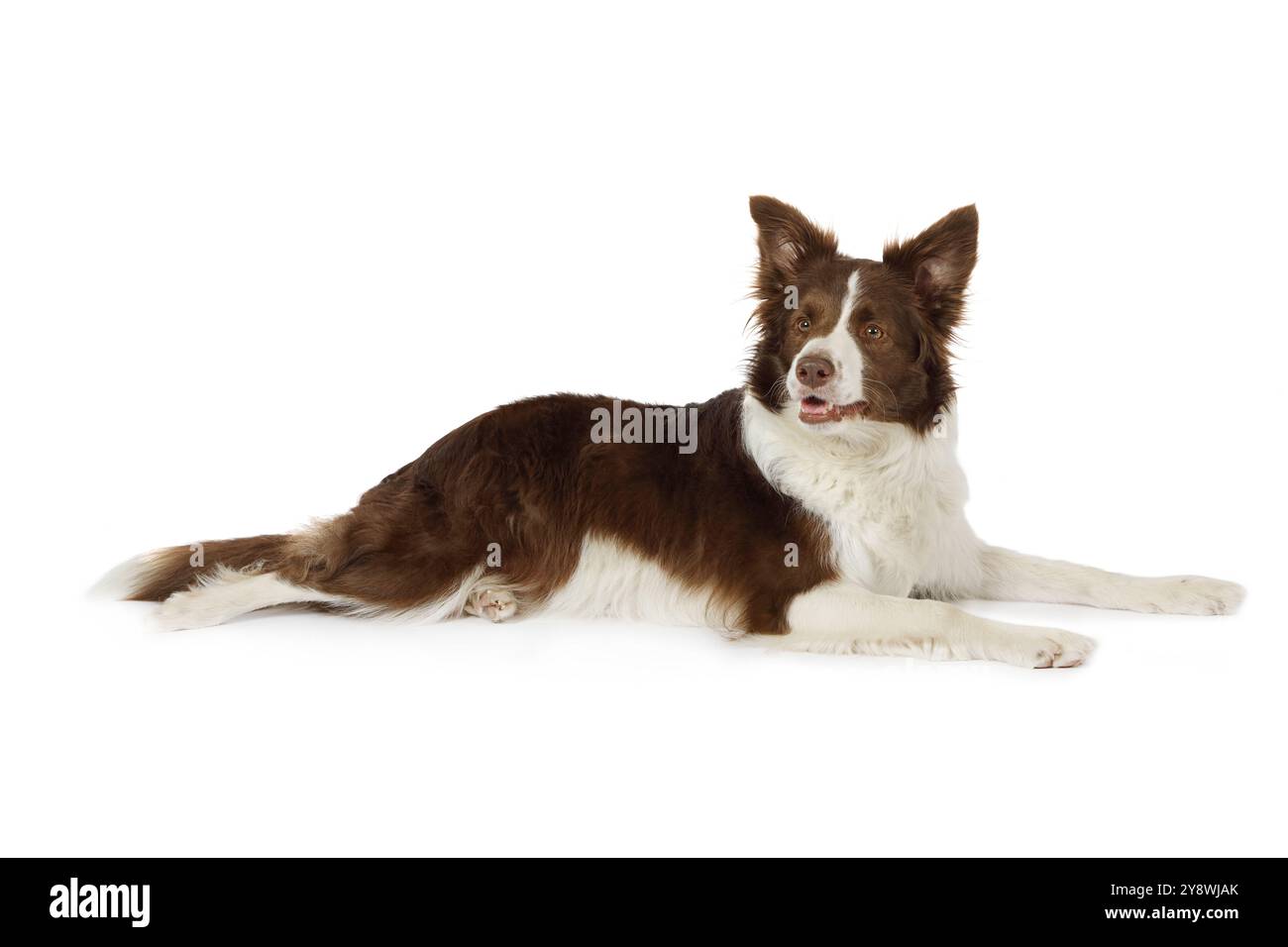 Purebred Collie border breed dog, three years old, lying in front of ...