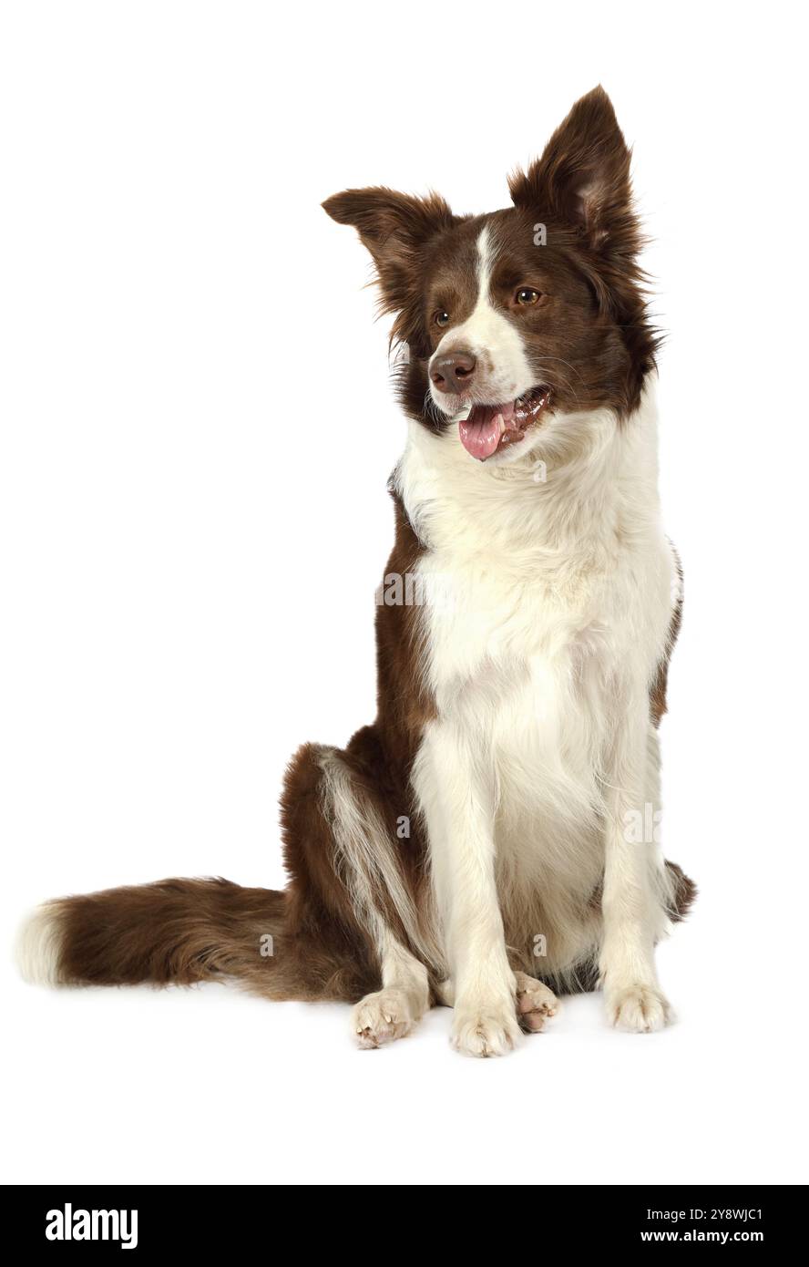 Purebred Collie border breed dog, three years old, sitting and looking ...