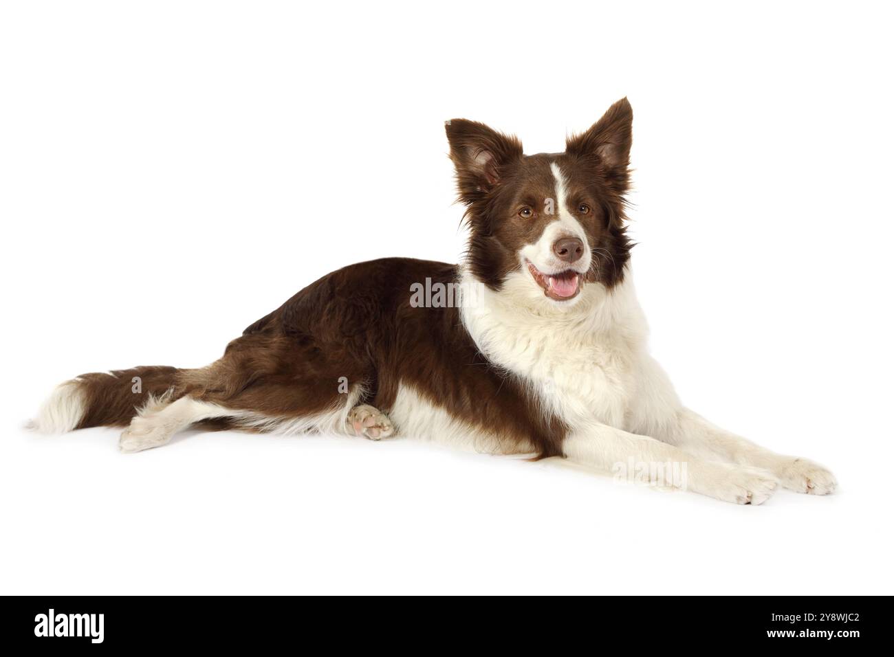 Purebred Collie border breed dog, three years old, lying and looking at ...