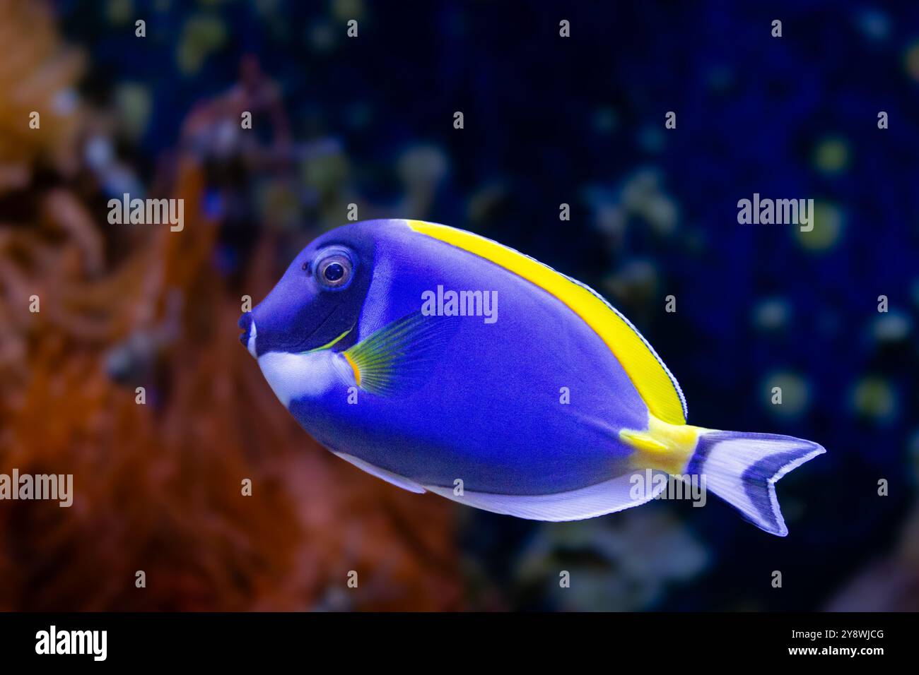 Regal Tang Fish Swimming. Paracanthurus hepatus. High quality photo ...