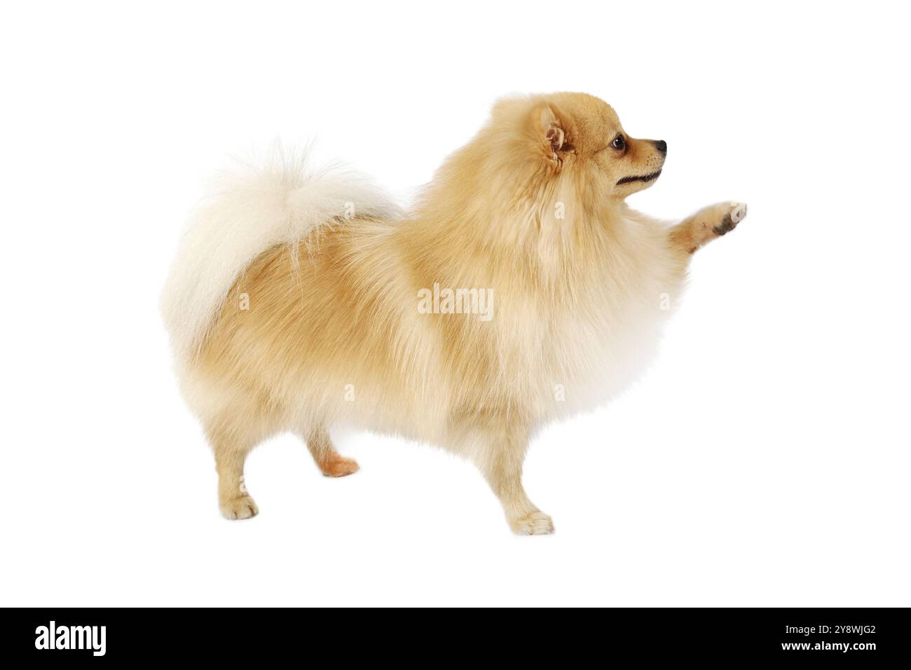 Adorable Pomeranian dog waving his paw, isolated on white background ...