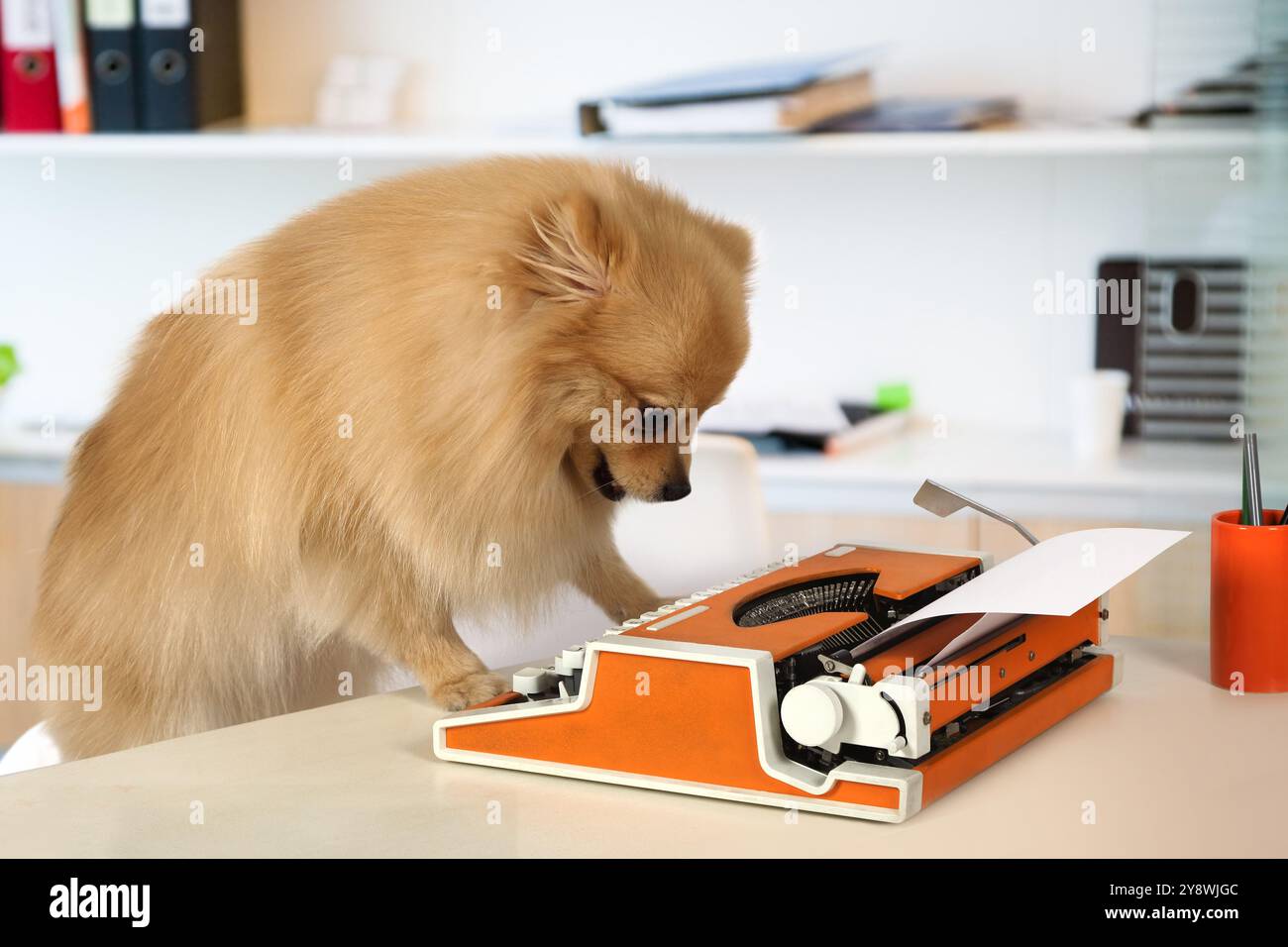 Cute Pomeranian dog typing on a vintage typewriter in the office Stock ...