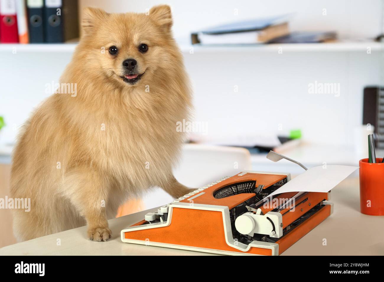 Cute purebred Pomeranian dog typing on a vintage typewriter in the ...