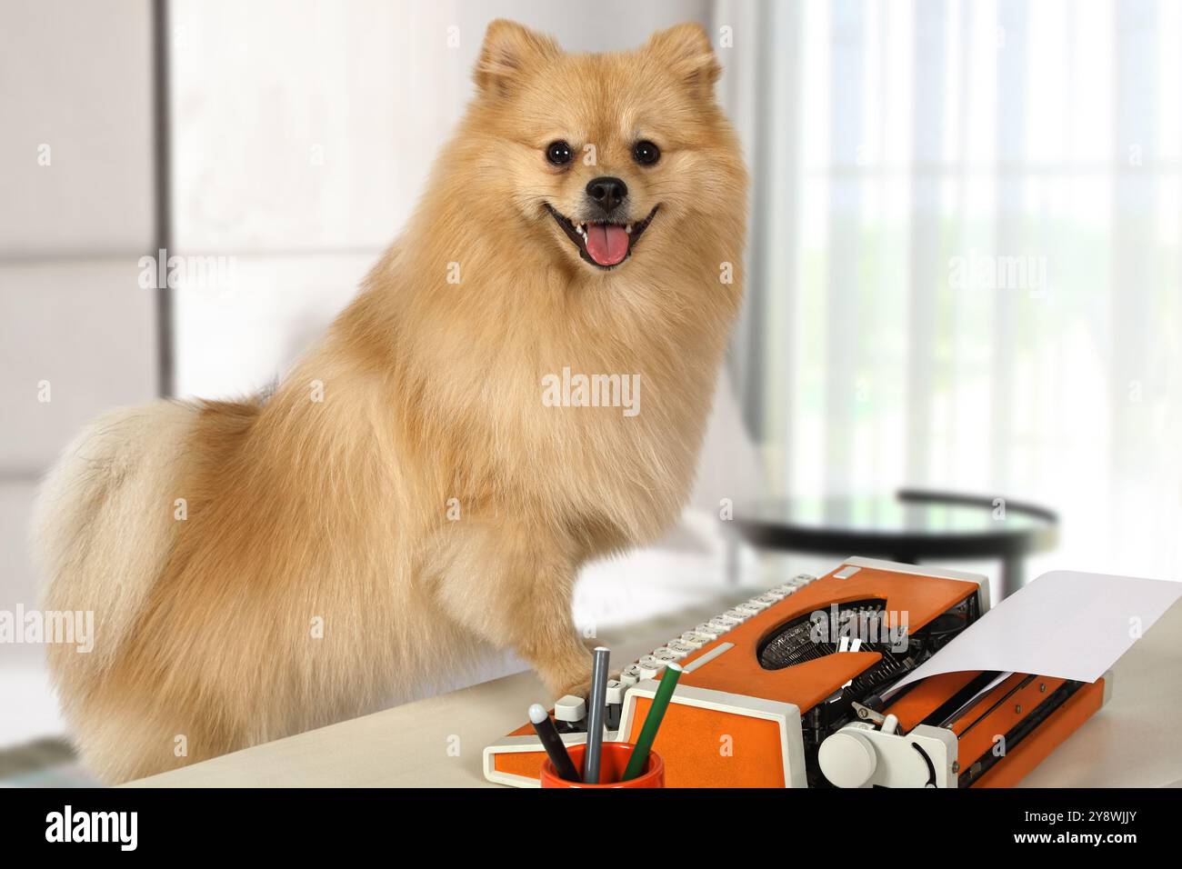 Lovely purebred Pomeranian dog typing on a vintage typewriter in the ...