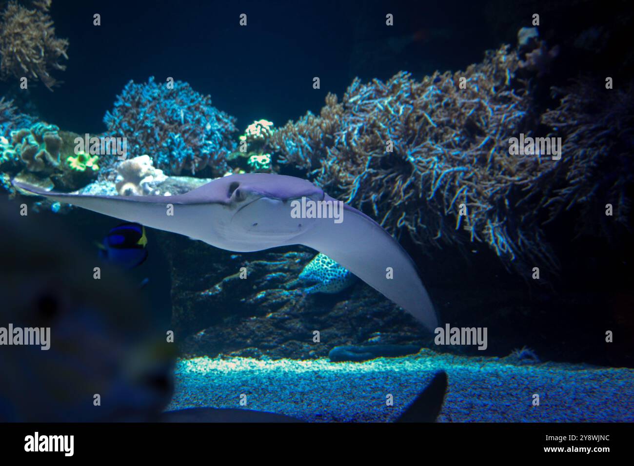 Majestic Manta Ray Gliding Among Coral Reefs. High quality photo Stock ...