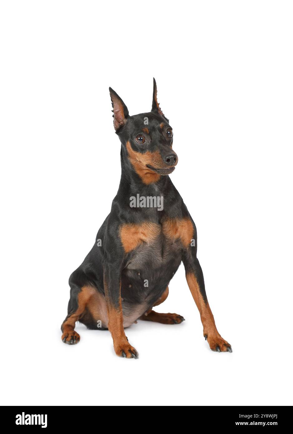 Studio shot of purebred miniature Pinscher dog sitting on white ...