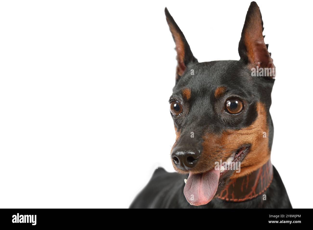 Portrait of purebred miniature Pinscher dog on white background Stock ...
