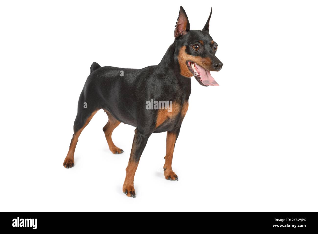 Purebred miniature Pinscher dog standing on white background Stock ...