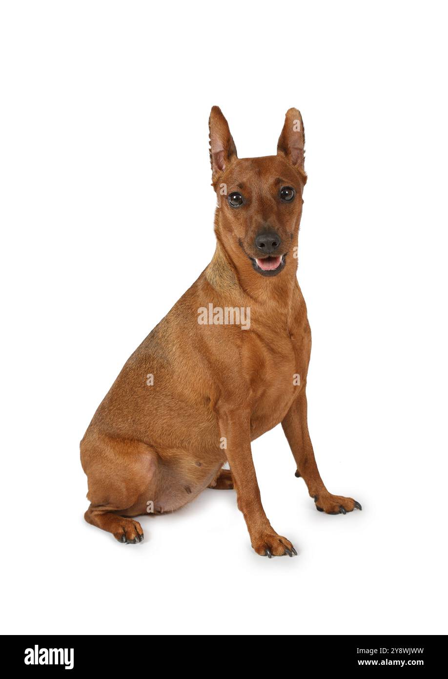 Purebred brown miniature Pinscher dog sitting on white background Stock ...
