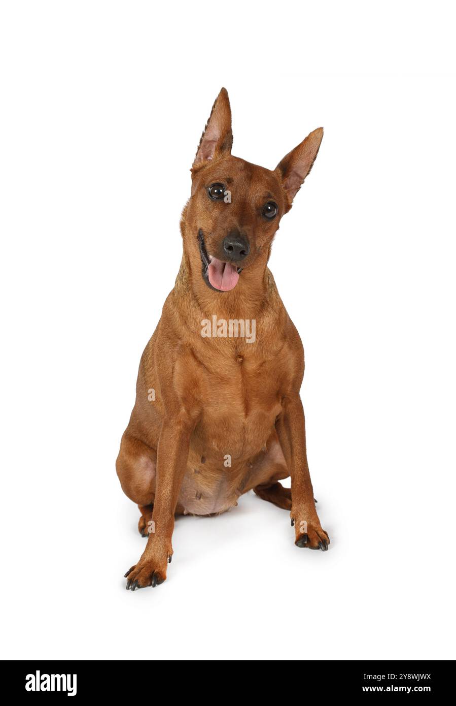 Brown miniature Pinscher dog sitting on white background Stock Photo ...