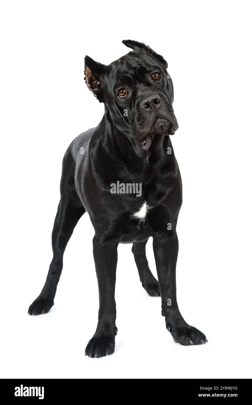 Cute Cane Corso dog standing on white background Stock Photo - Alamy