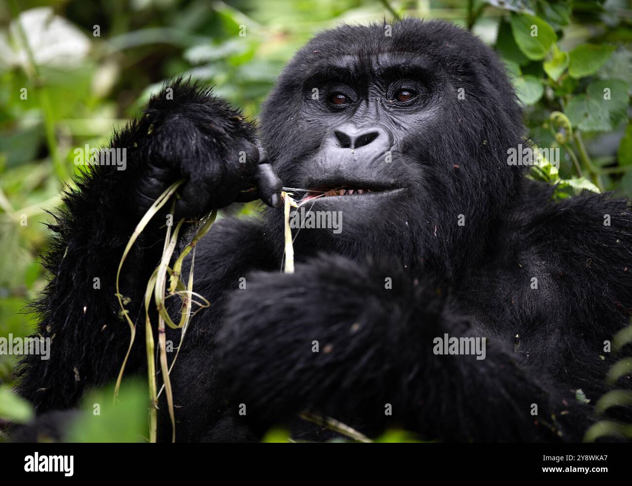A Silverback Mountain Gorilla is seen in Uganda on September 2024 Stock ...