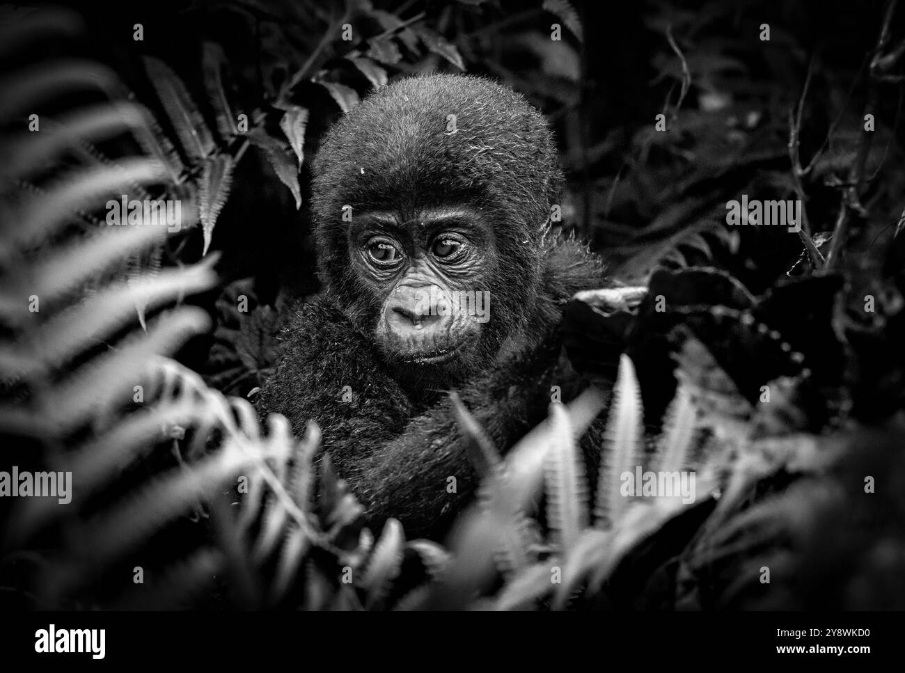 A baby gorilla is seen in Uganda on 21 September 2024 Stock Photo - Alamy