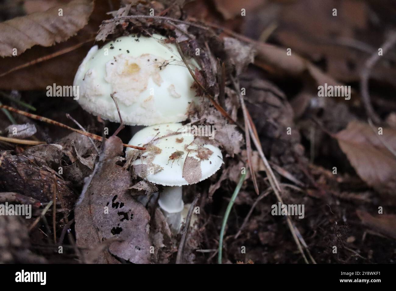 white Death cap mushrooms with Fruit fly Stock Photo - Alamy