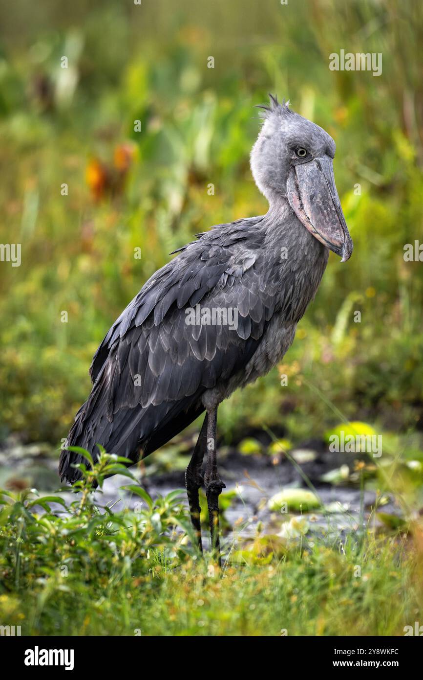 The shoebill Balaeniceps rex, also known as the whalebill, whale-headed ...