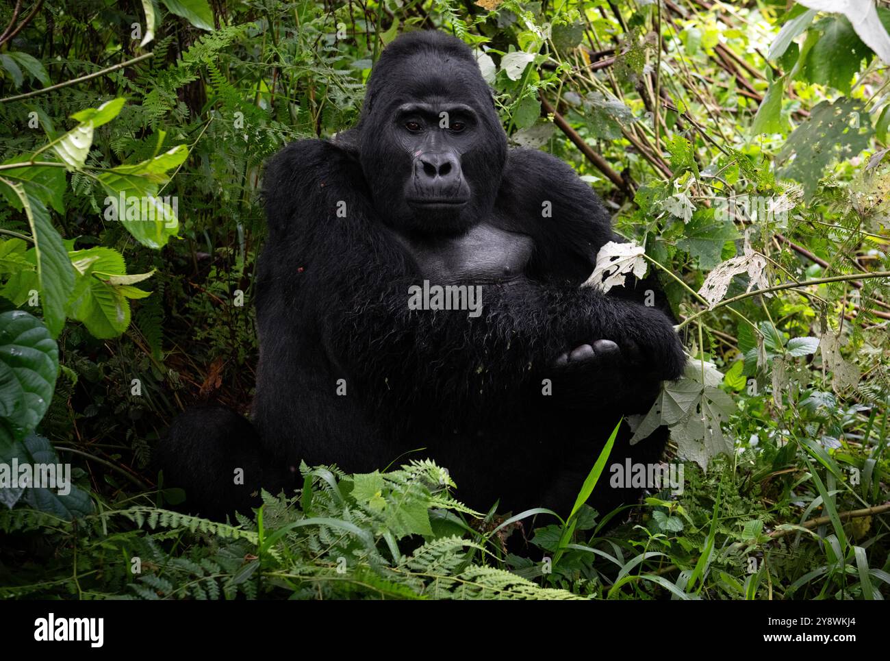 A Silverback Mountain Gorilla is seen in Uganda on September 2024 Stock ...
