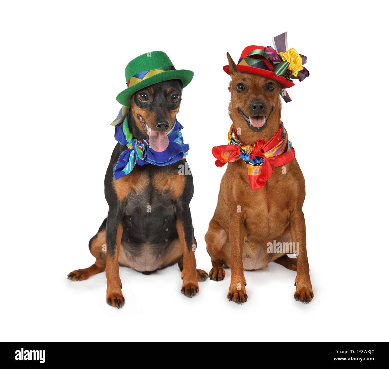 Two miniature Pinscher dogs dressed in hats and scarves sitting and ...