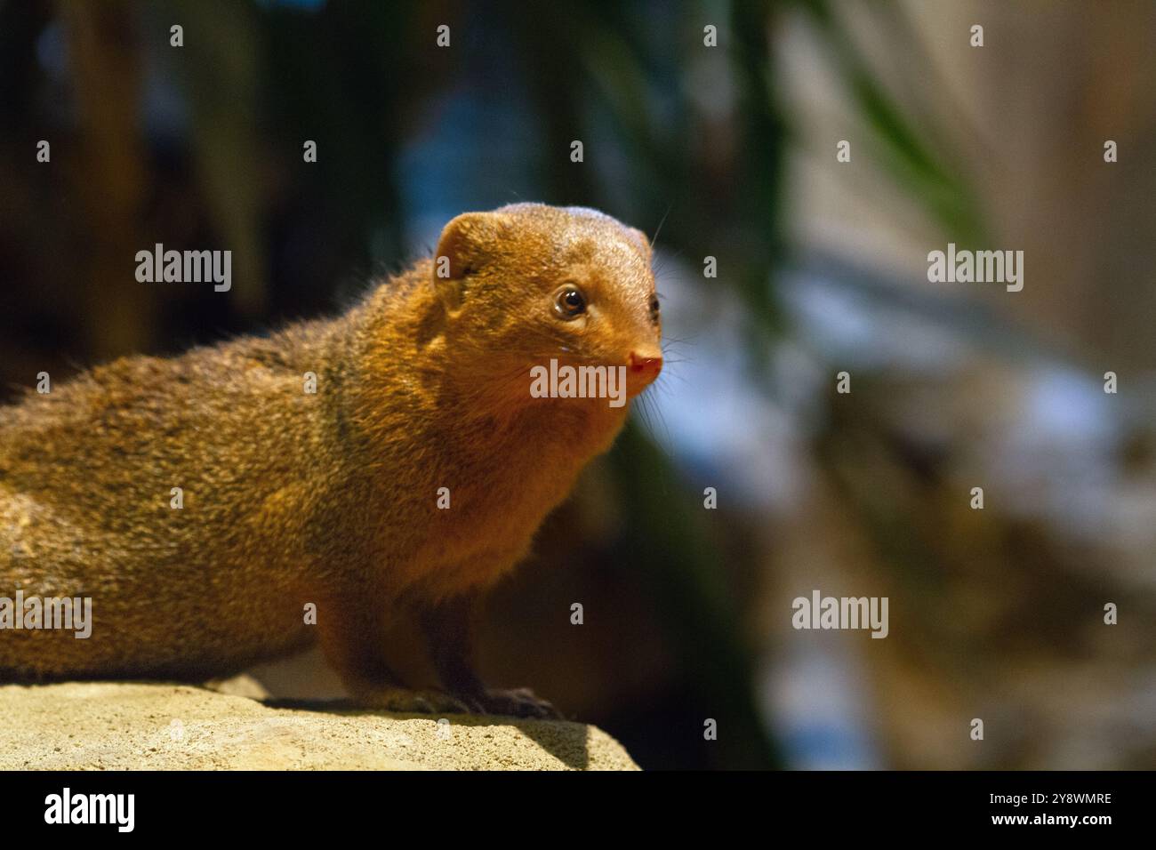 Close-Up of a Dwarf Mongoose in Its Habitat Stock Photo - Alamy